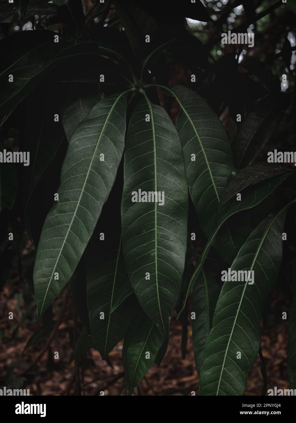 Selectively focused long leaves of the Indian mango plant. moody green ...