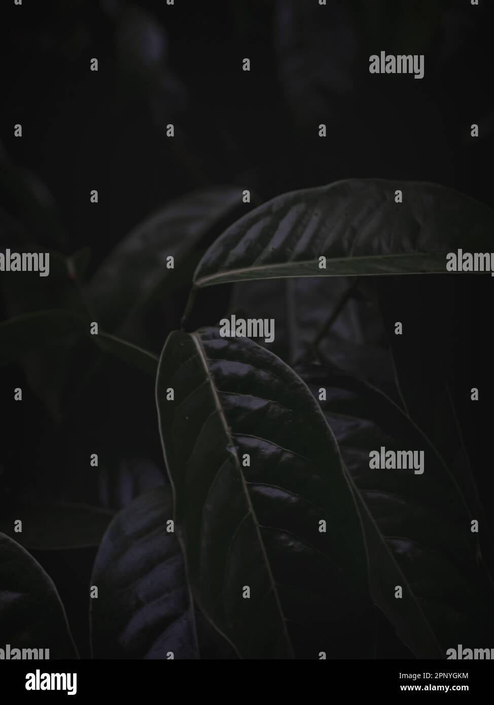 Selectively focused leaf pattern of big green leaves, moody green ...