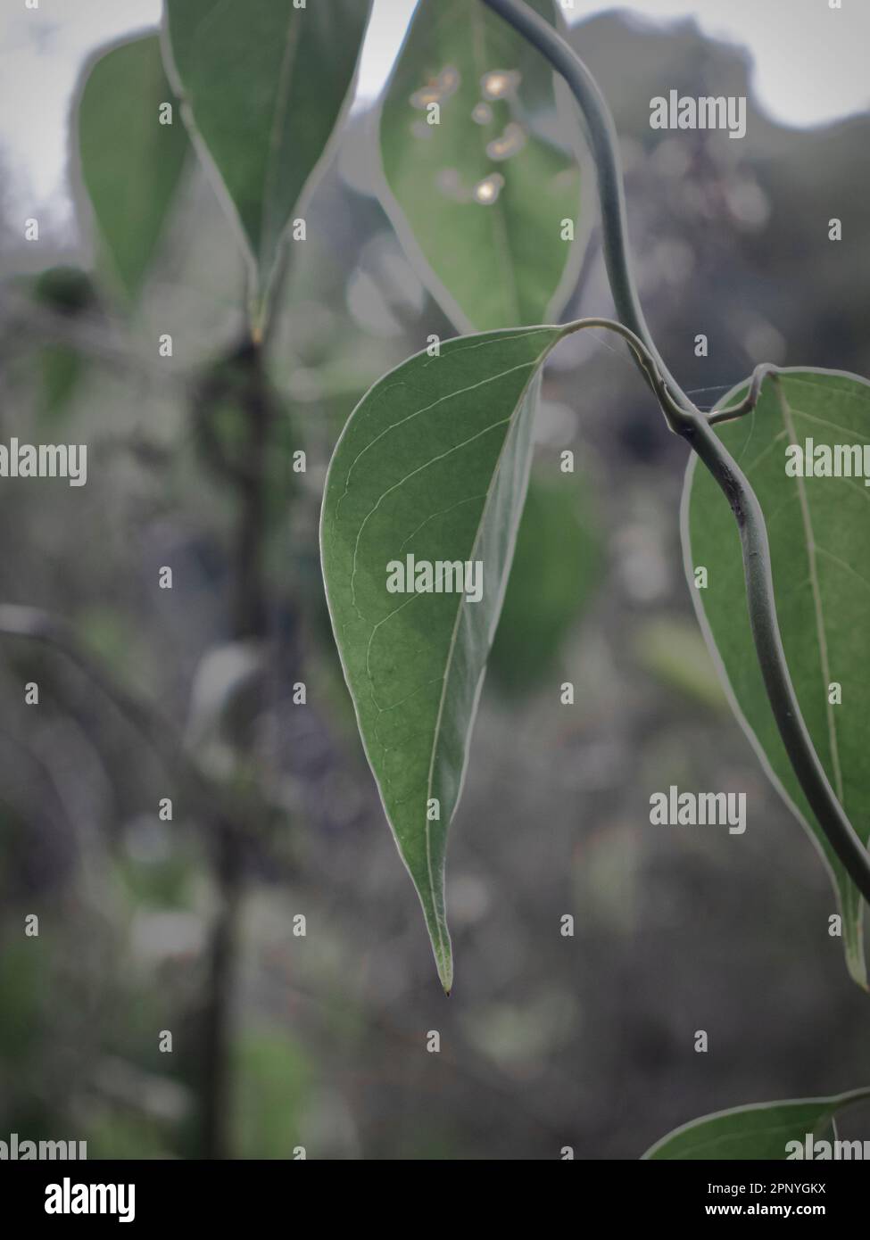 Selectively focused Closeup of a Vine plant leaf with backlit ...