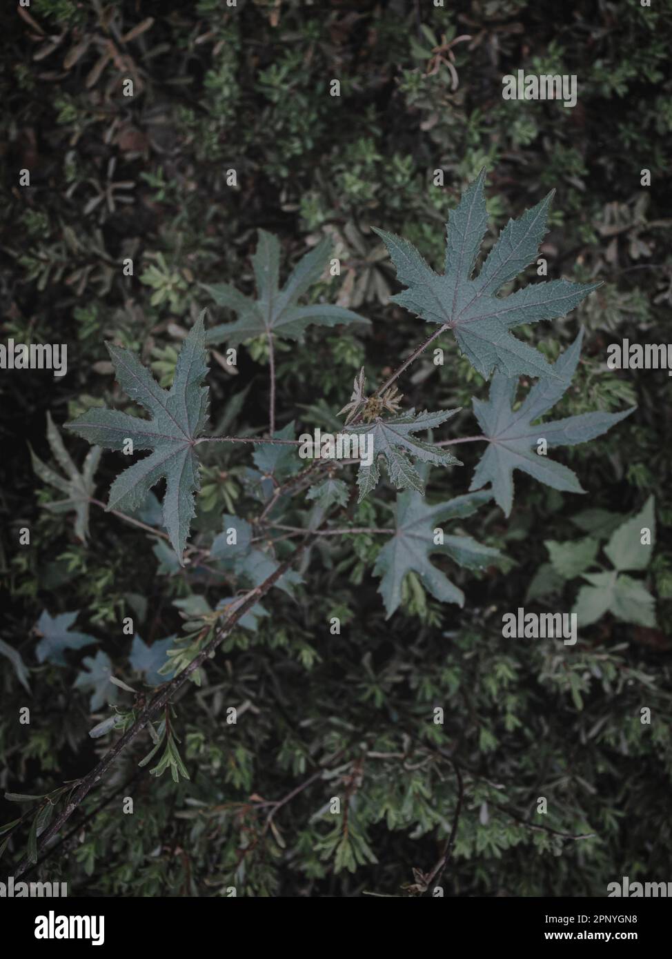 Selective Focus Image Of A Plant With Palmate Veined And Lobed Leaf Structure Abstract Stock
