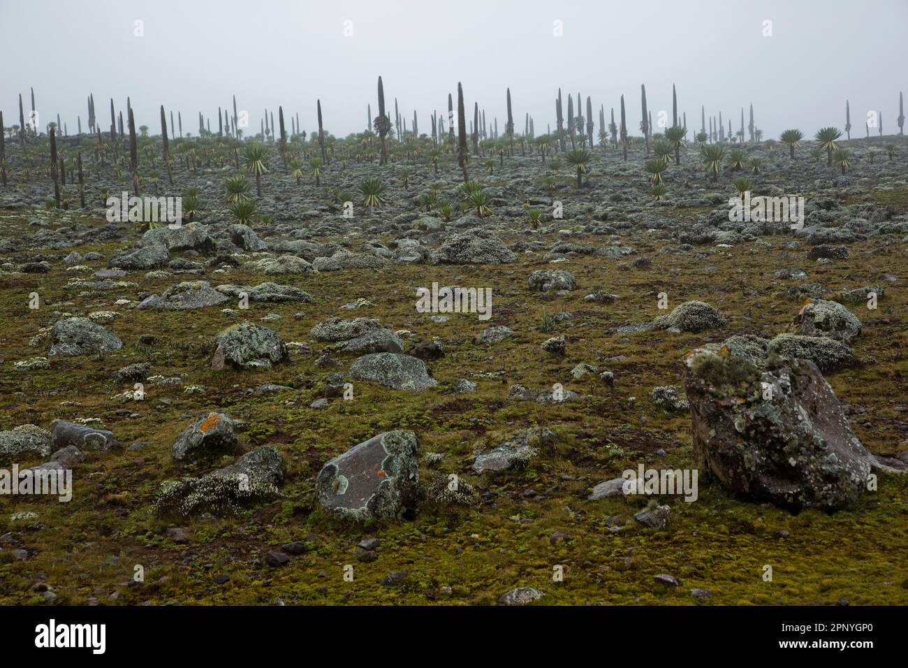 Afro-alpine Meadows Sanetti Pleateau in Bale Mountains National Park ...
