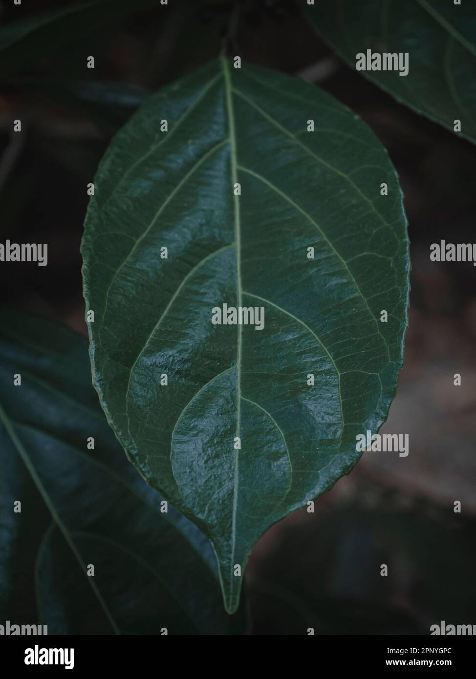 Moody Green Selectively Focused Image of a Wild Shiny Leaf. Abstract ...
