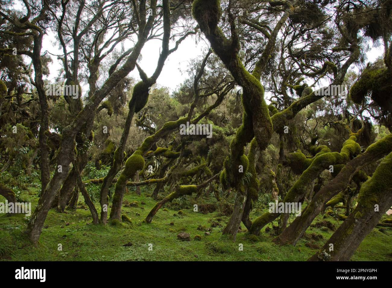 Harenna Forest woodland cloud forest in Bale Mountains National Park ...
