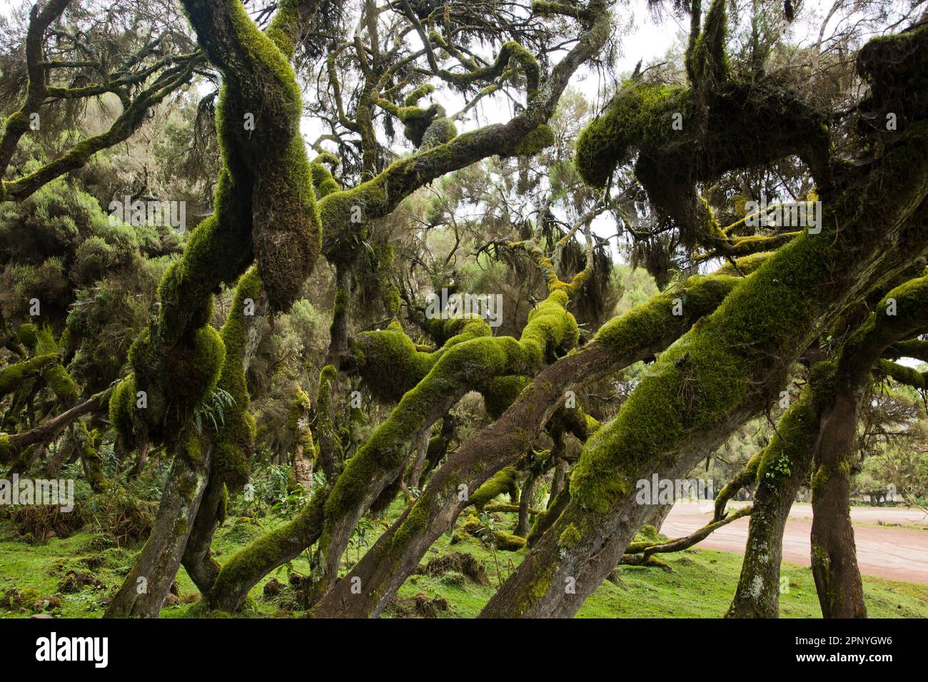 Harenna Forest woodland cloud forest in Bale Mountains National Park ...