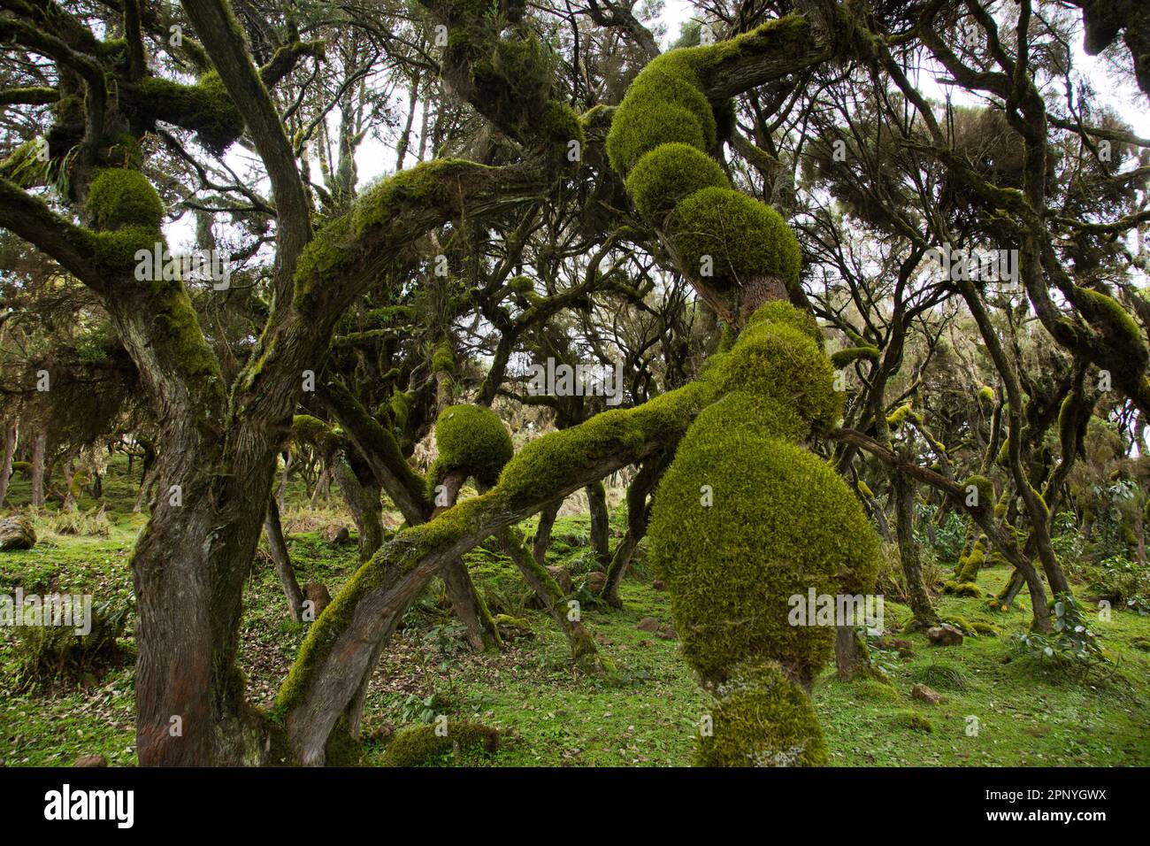 Harenna Forest woodland cloud forest in Bale Mountains National Park ...