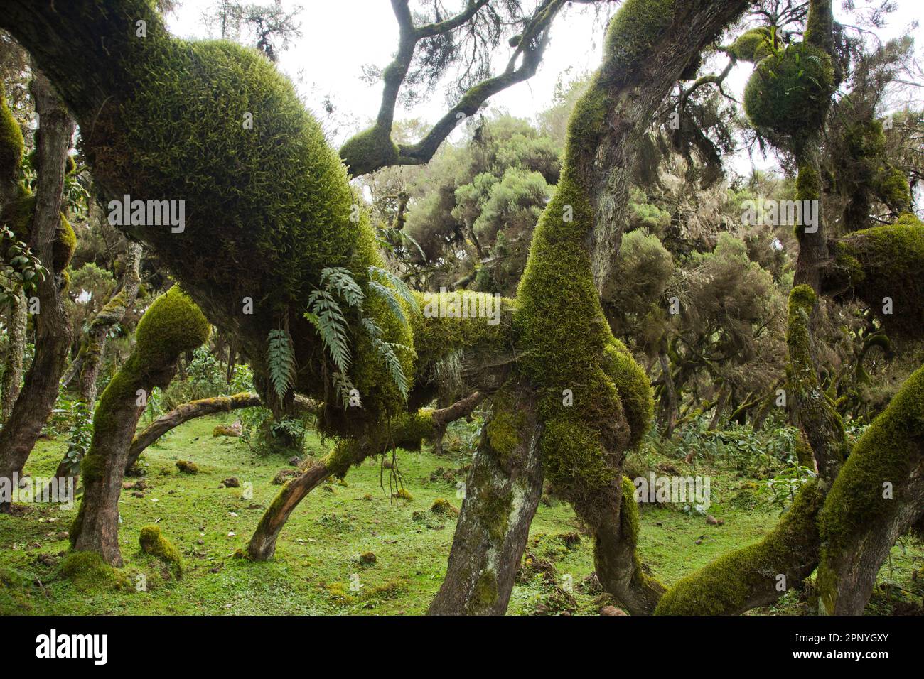 Harenna cloud forest and ethiopia hi-res stock photography and images ...