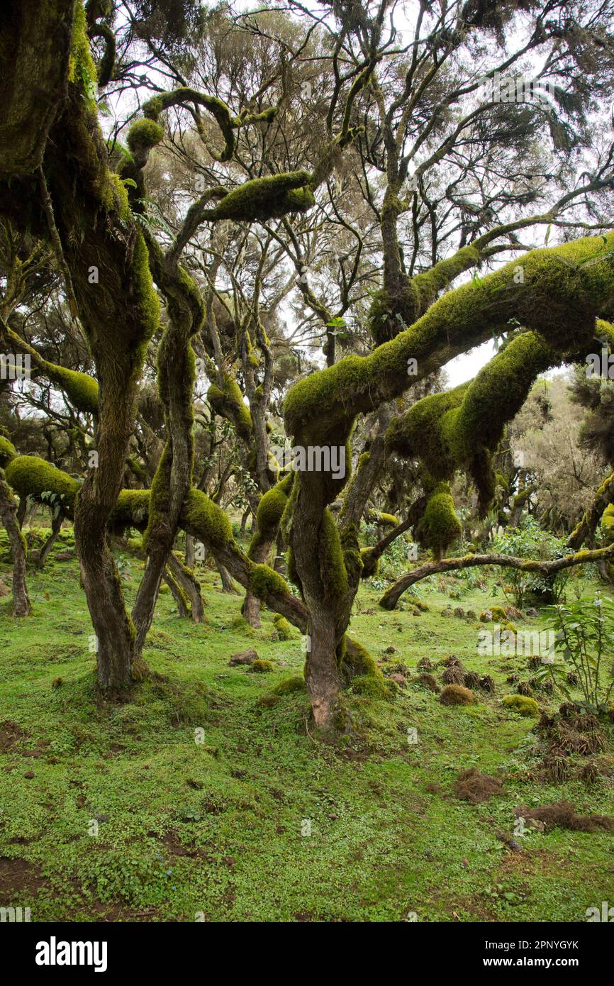 Bale mountains national park hi-res stock photography and images - Alamy