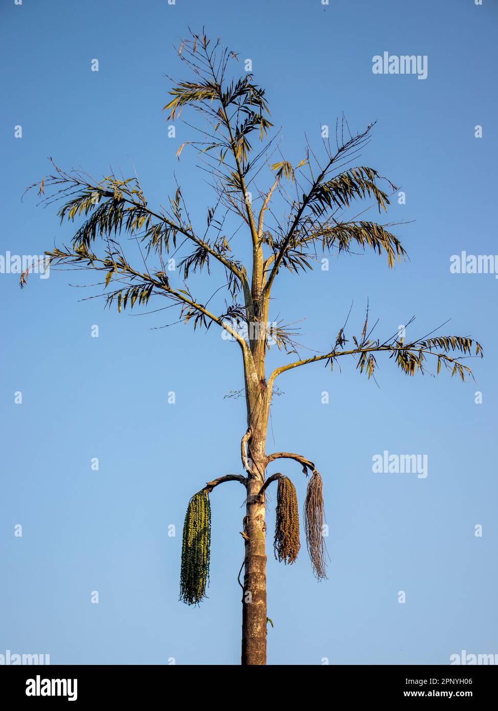 Tight Framed image of the Fishtail Palm Tree with Casted Golden Hour ...