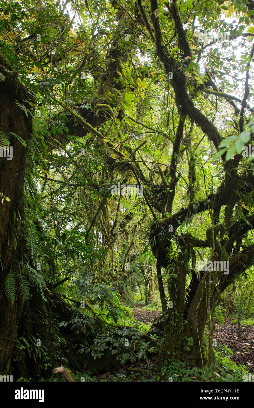 Harenna cloud forest and ethiopia hi-res stock photography and images ...