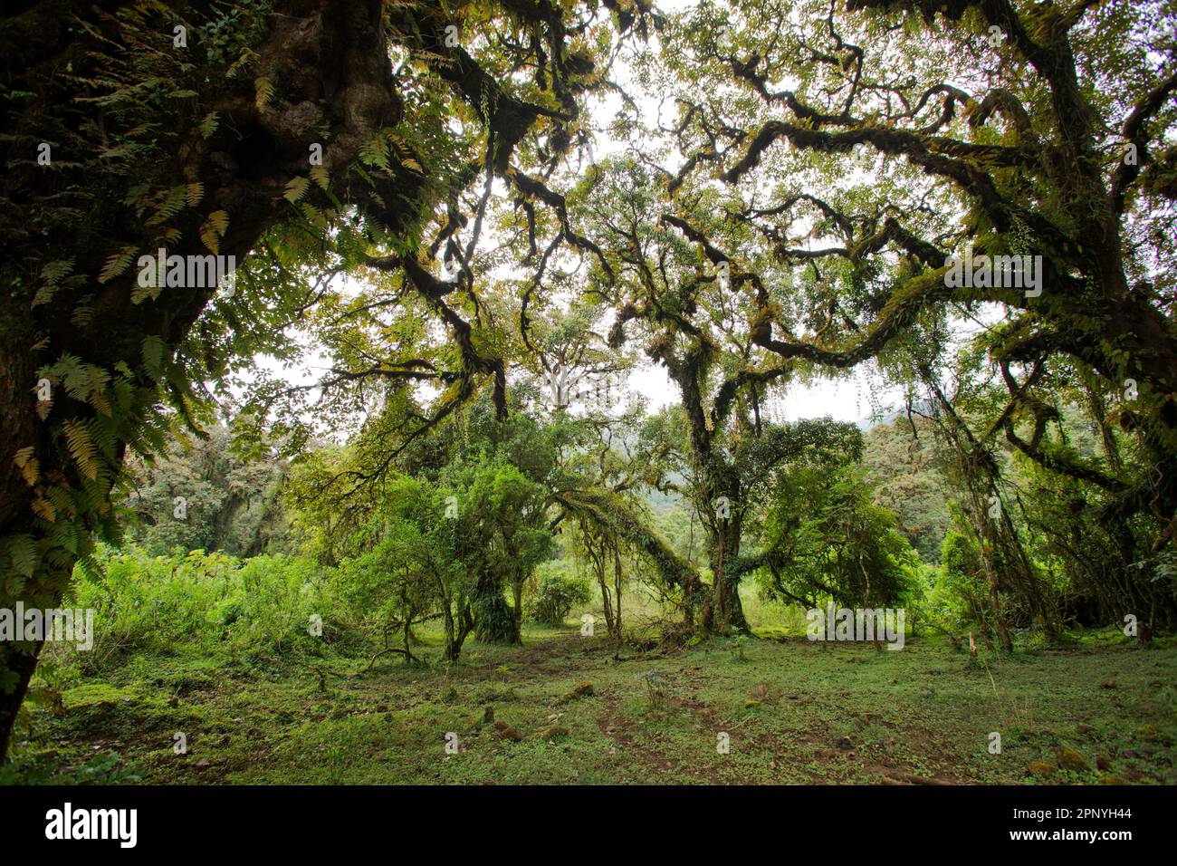 Harenna cloud forest and ethiopia hi-res stock photography and images ...