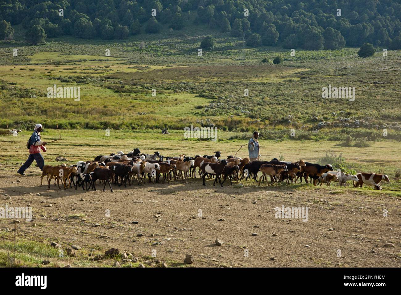 Muslim villagers riding horses on their way to market in Ethiopia Stock ...