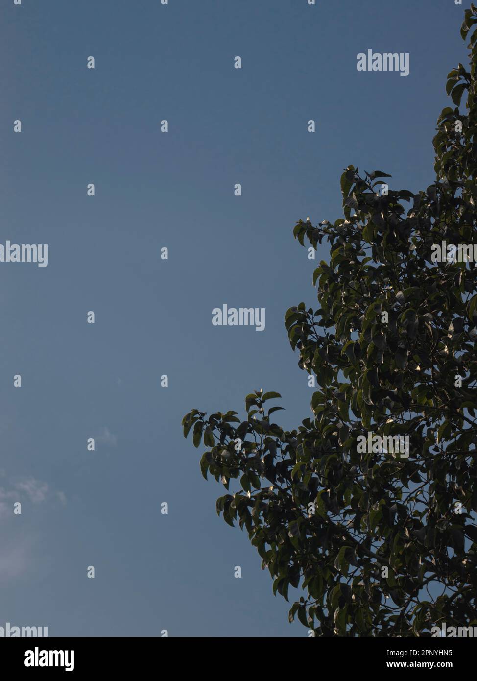 Right focus tree hi-res stock photography and images - Alamy