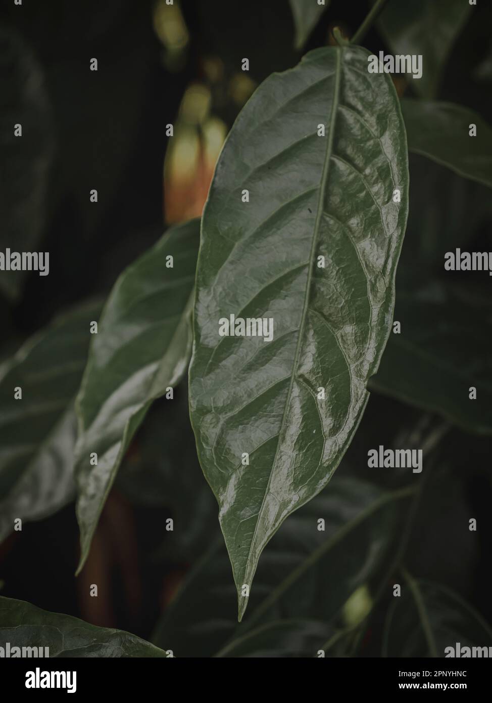 Shiny leaf hi-res stock photography and images - Alamy
