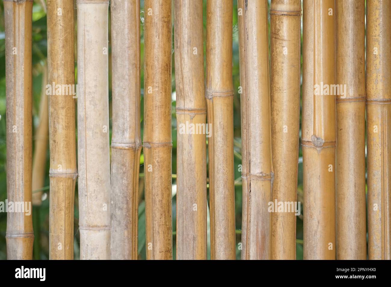 Bambooo wood wall - background Stock Photo - Alamy