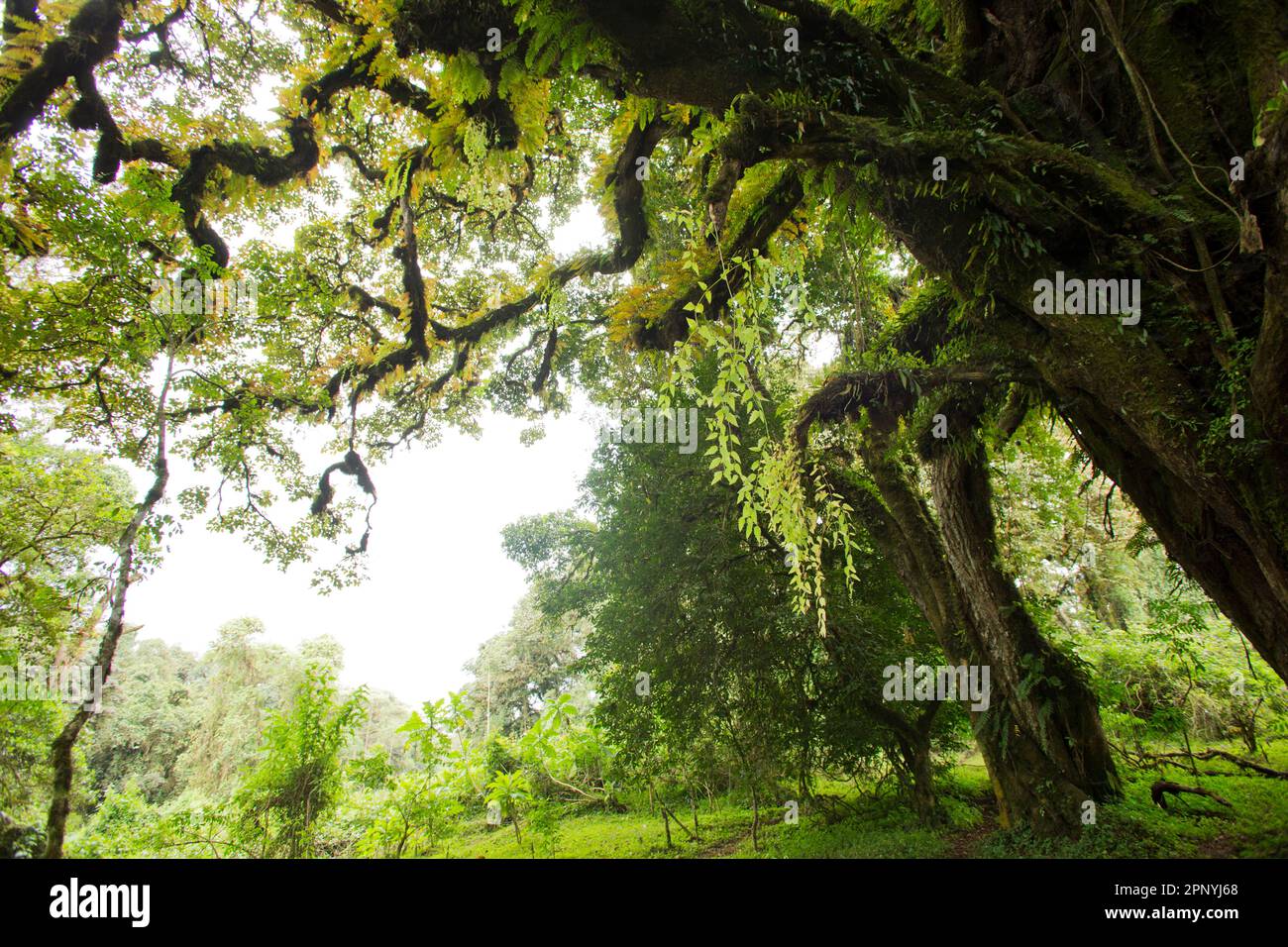 Harenna Forest woodland cloud forest in Bale Mountains National Park ...