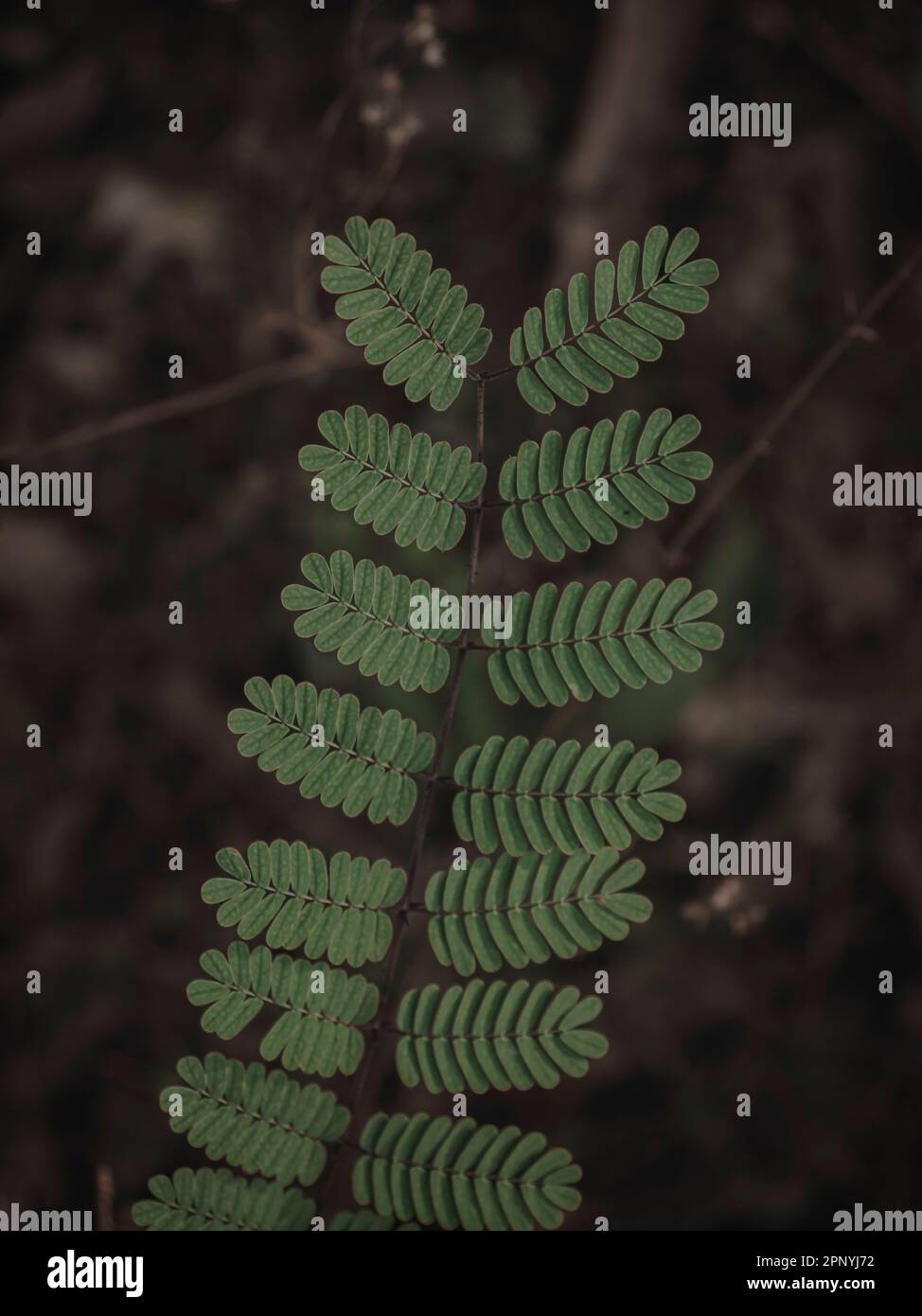 Isolated Closeup of the Leaves with pinnately compound leaf structure ...