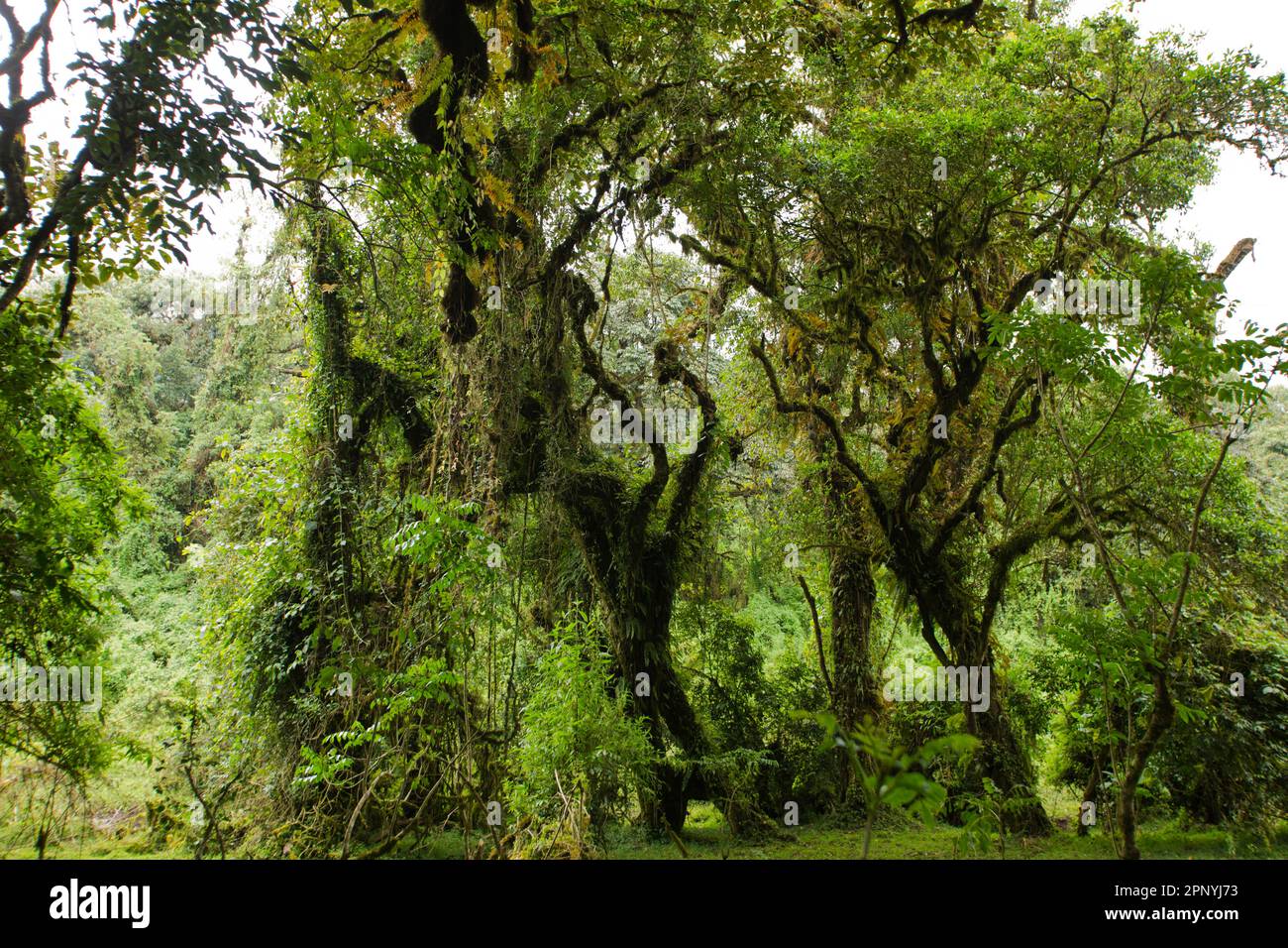 Ethiopian habitats hi-res stock photography and images - Alamy