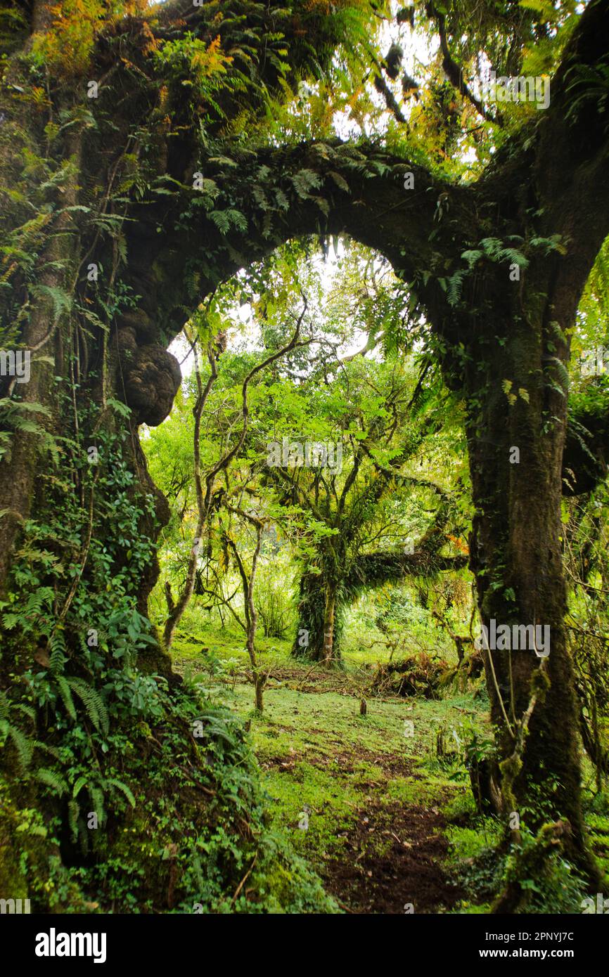 Harenna Forest woodland cloud forest in Bale Mountains National Park ...