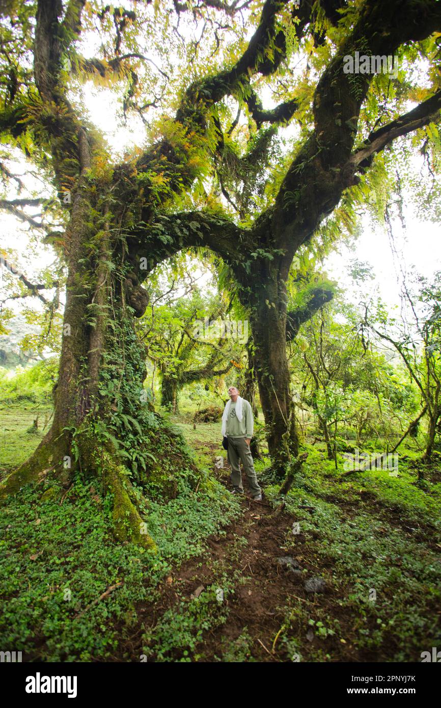 Harenna cloud forest and ethiopia hi-res stock photography and images ...