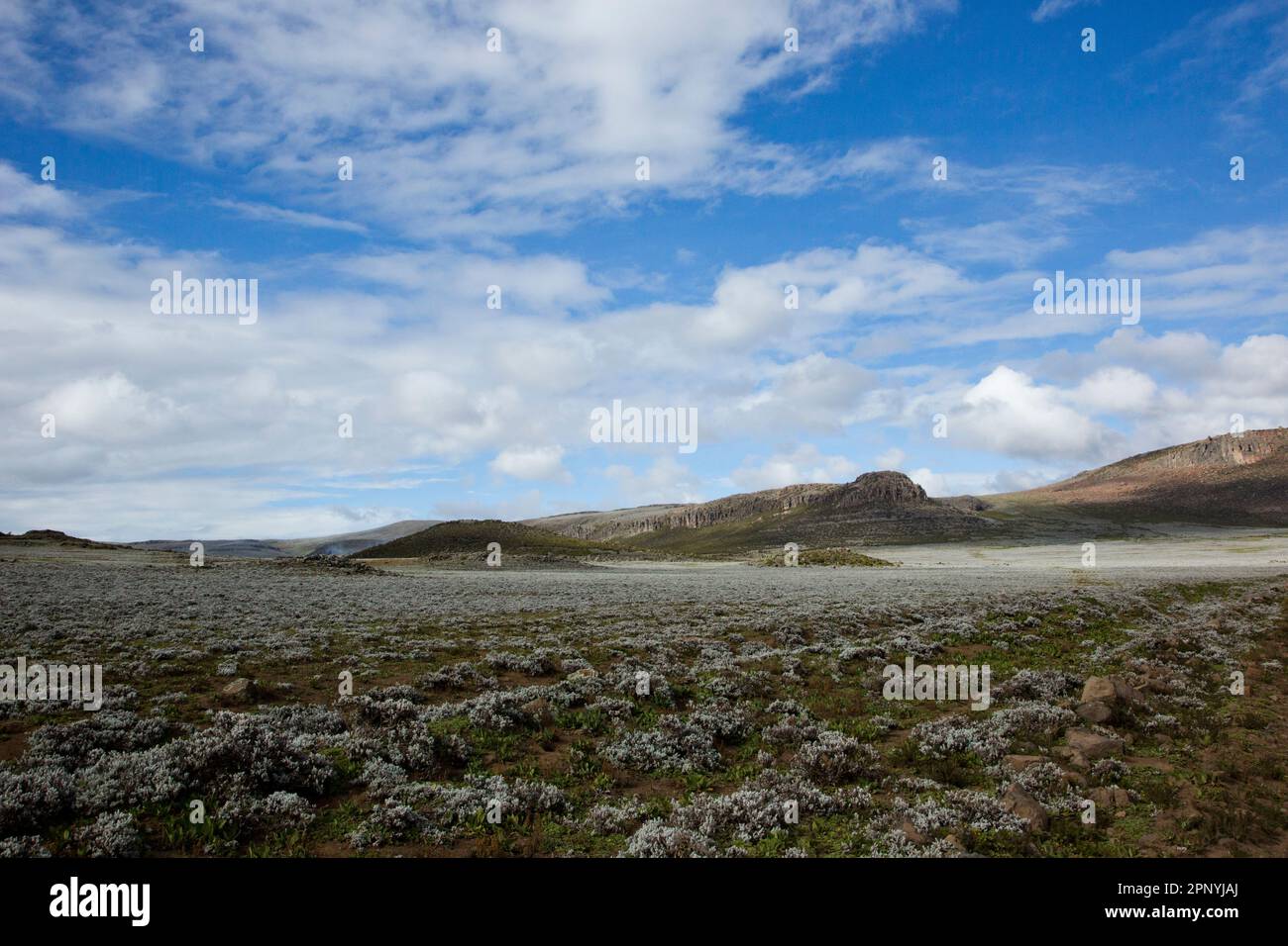 Afro-alpine Meadows Sanetti Pleateau in Bale Mountains National Park ...