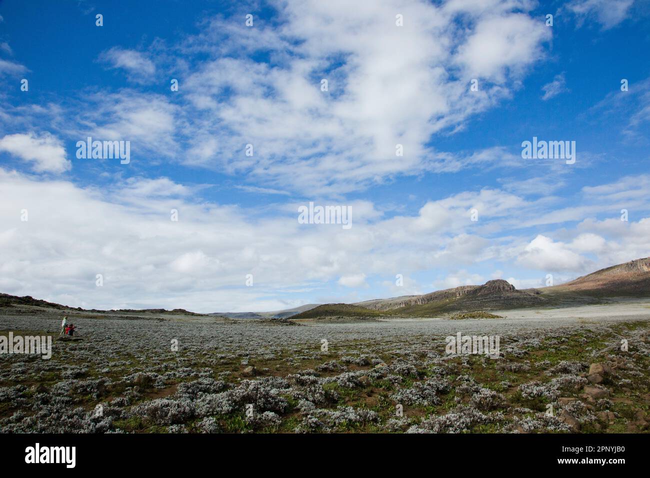 Afro-alpine Meadows Sanetti Pleateau in Bale Mountains National Park ...