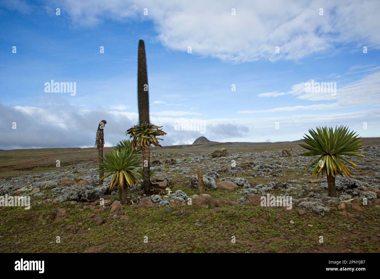 Afro-alpine Meadows Sanetti Pleateau in Bale Mountains National Park ...