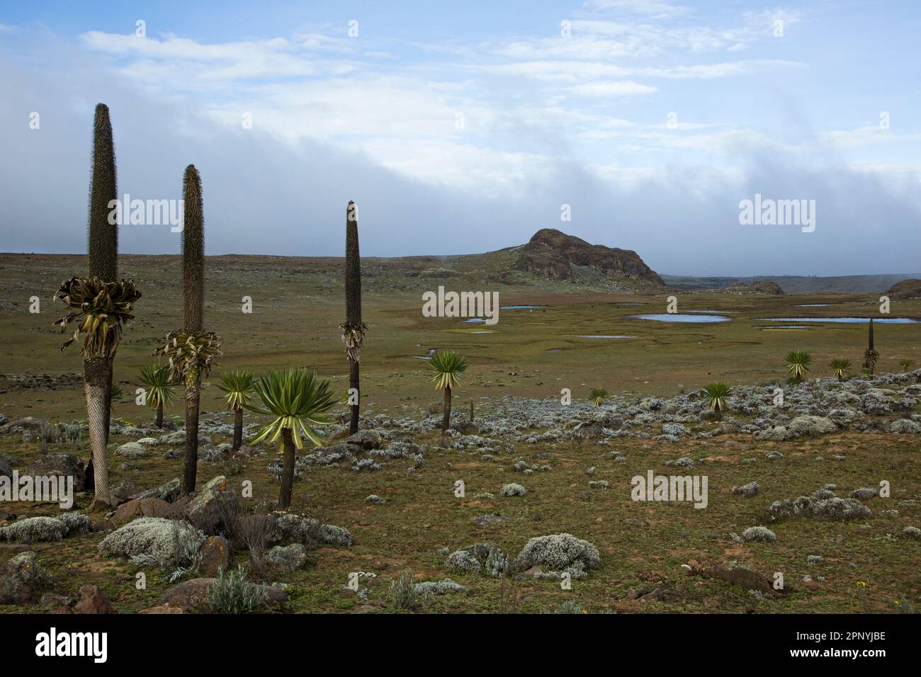 Afro-alpine Meadows Sanetti Pleateau in Bale Mountains National Park ...