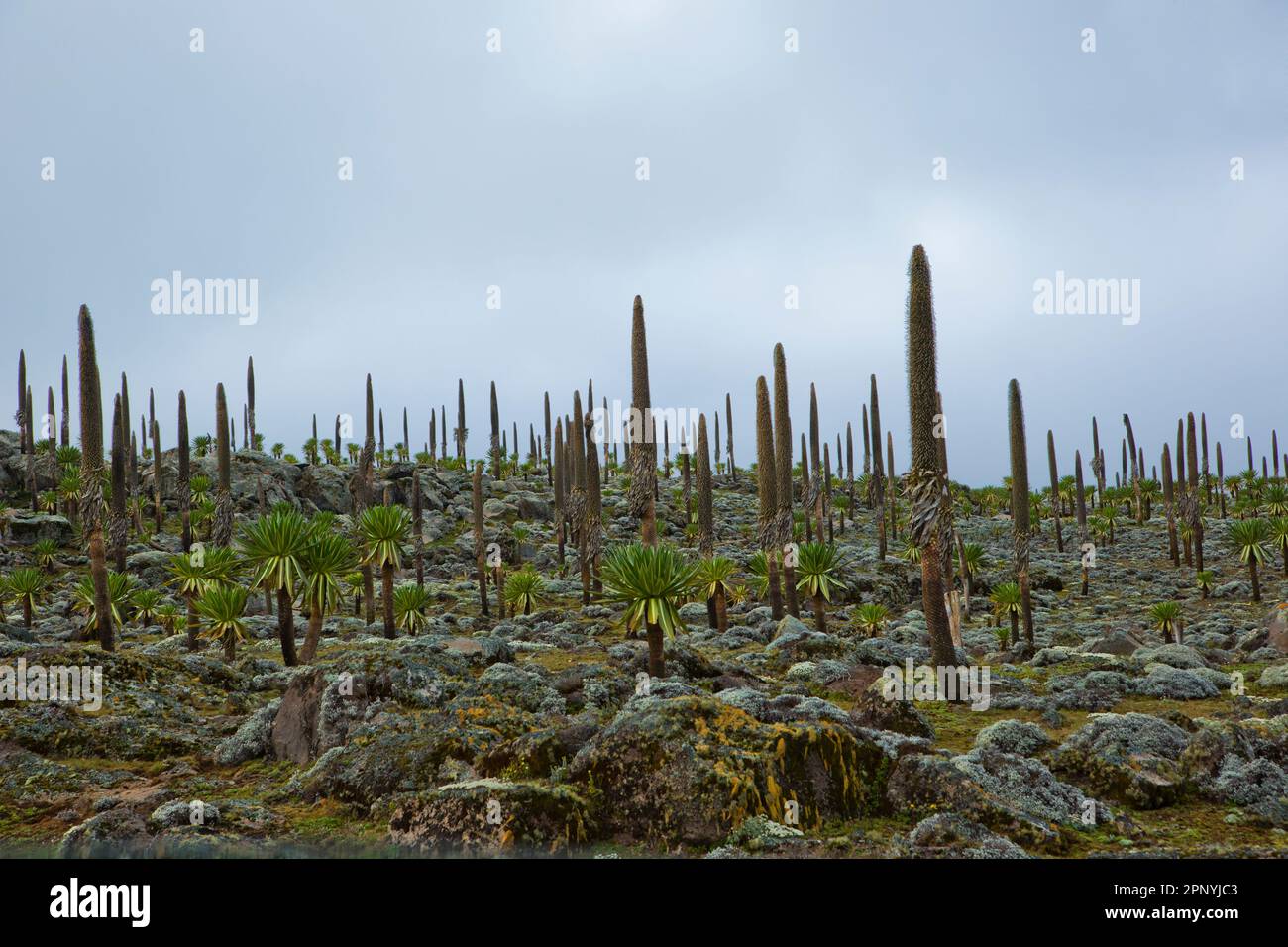 Afro-alpine Meadows Sanetti Pleateau in Bale Mountains National Park ...