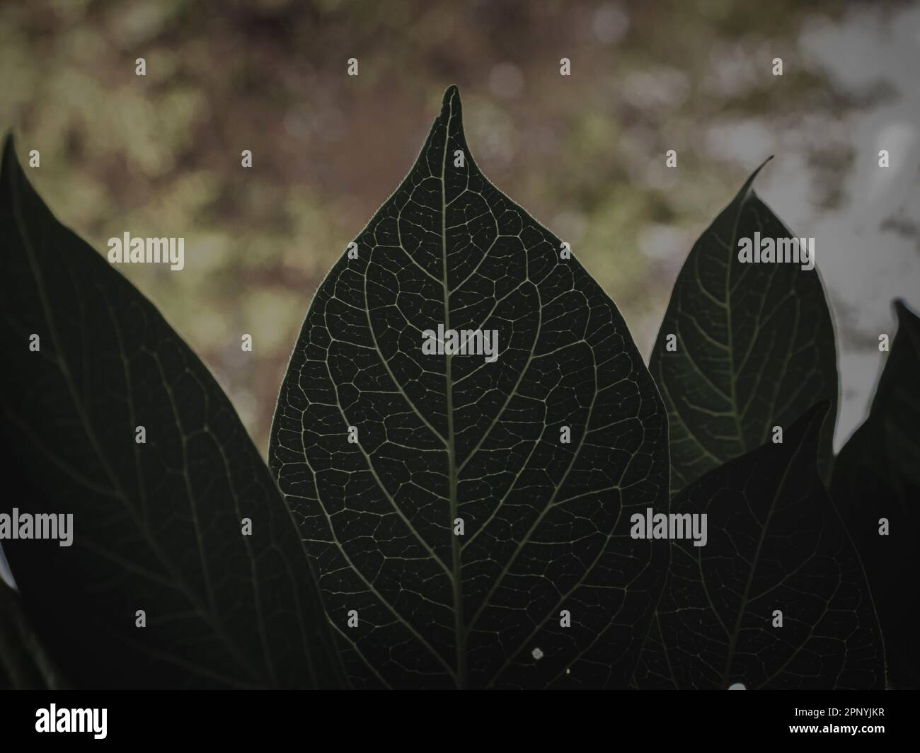 Naturalistic patterns hi-res stock photography and images - Alamy