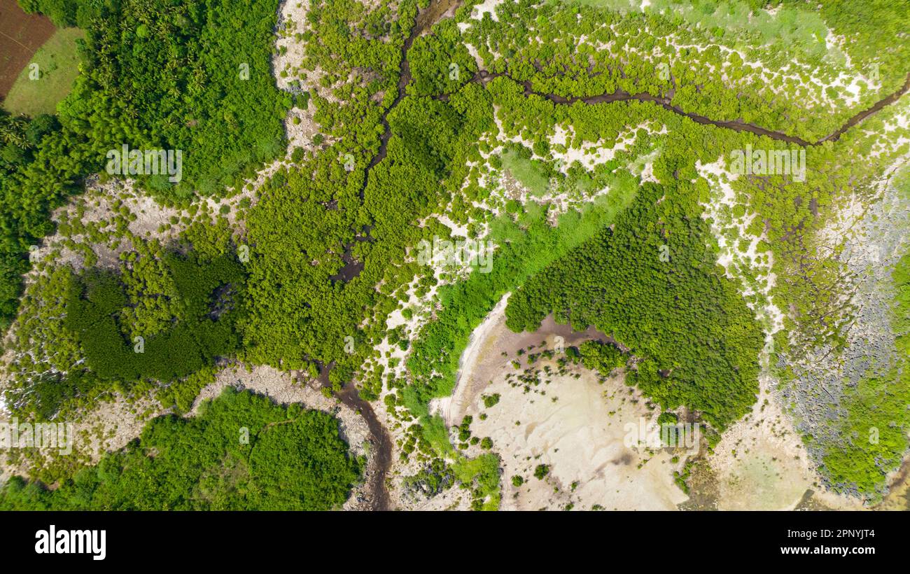 Coastline with green mangroves and forest view from above. Mangrove ...