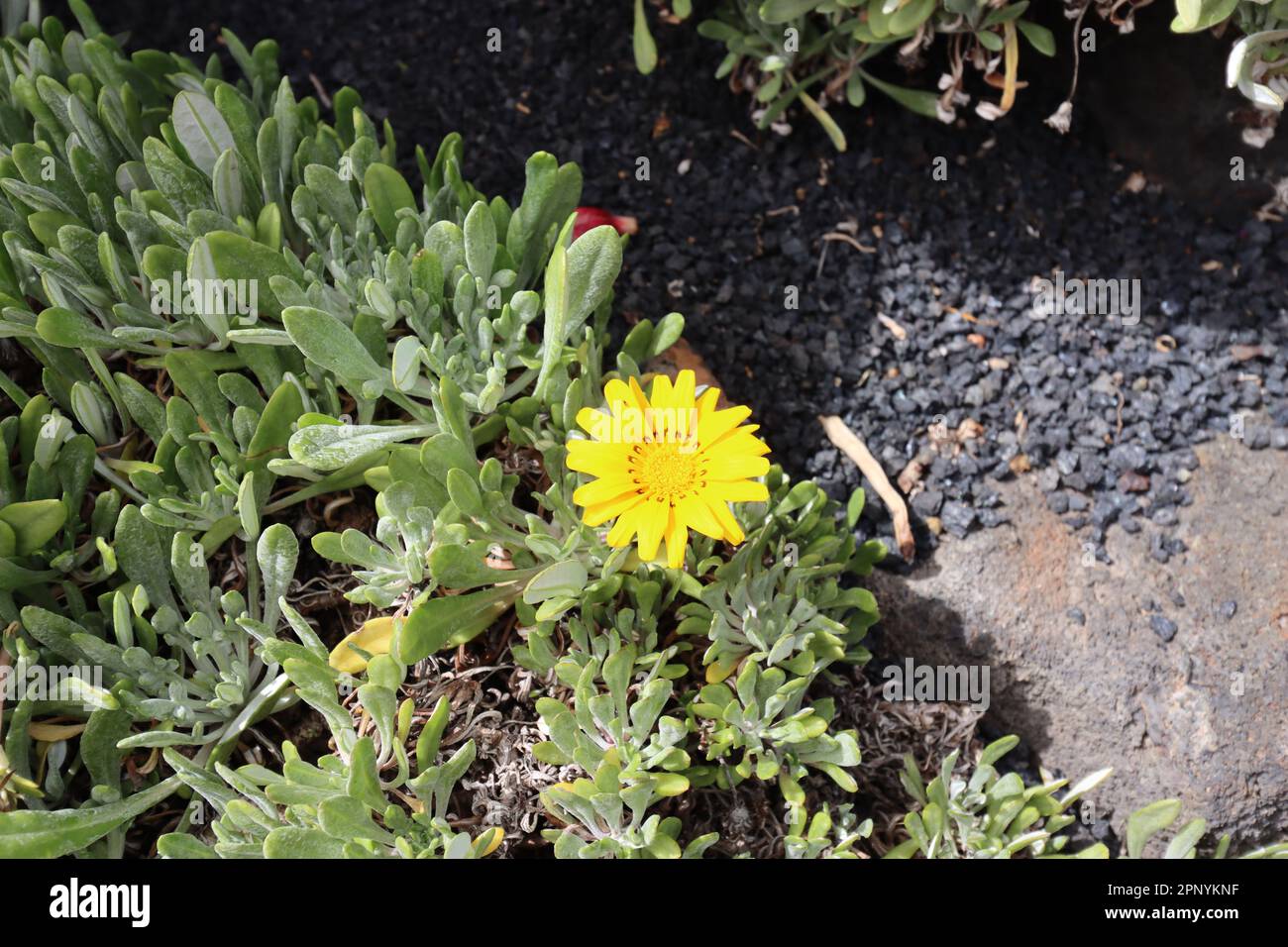 Midday flower hi-res stock photography and images - Alamy