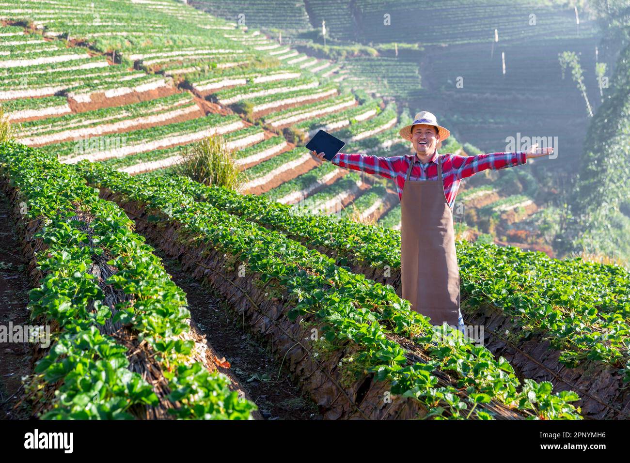 Happy farmer man harvesting ripe strawberries in the field. Strawberry ...