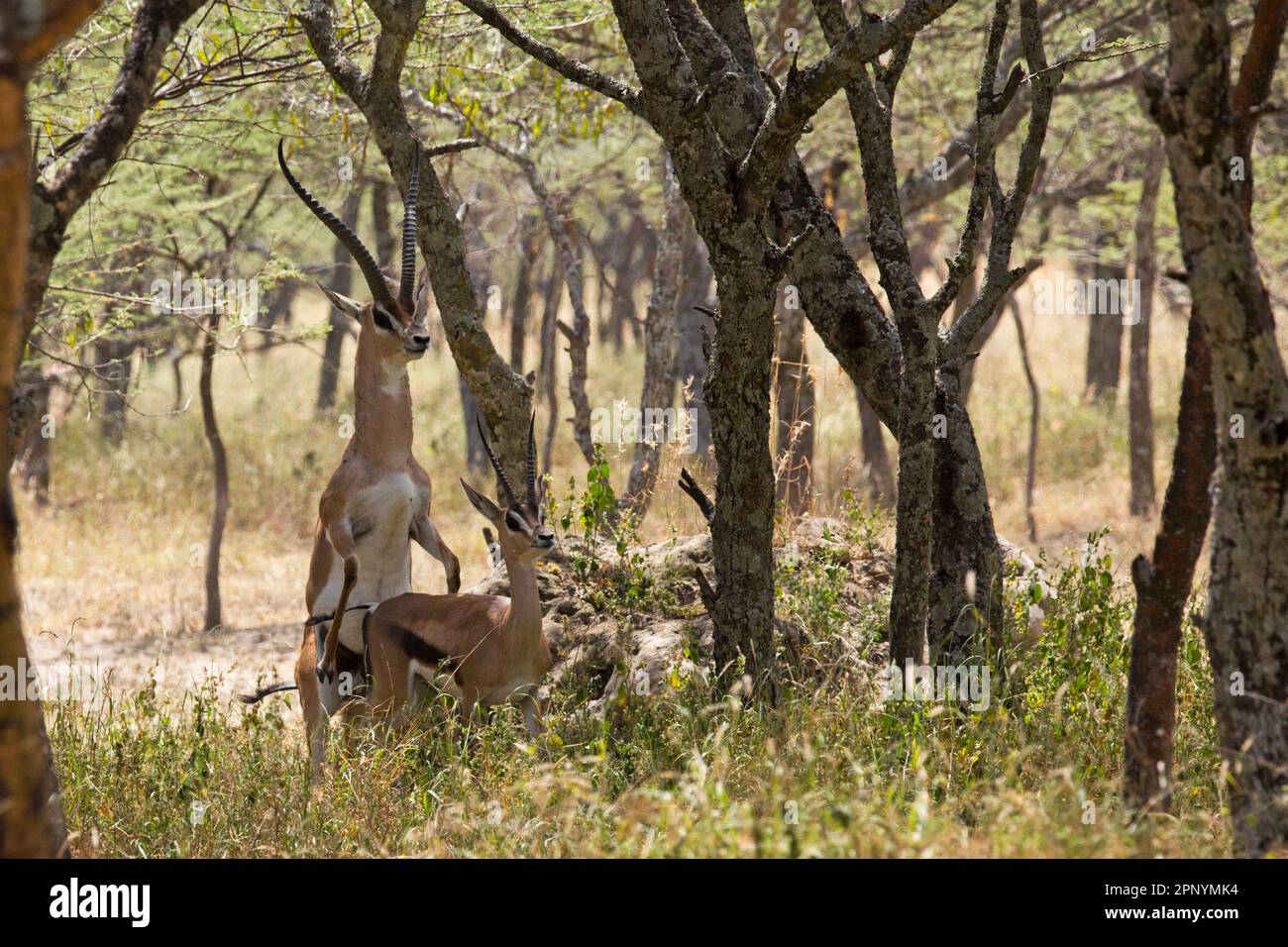 Grant's gazelle mating Stock Photo - Alamy