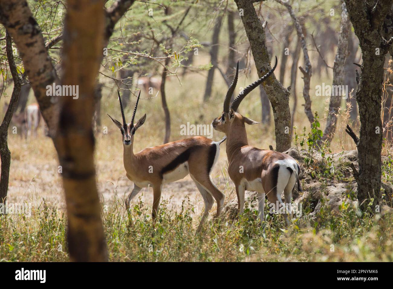 Grant's gazelle mating Stock Photo - Alamy