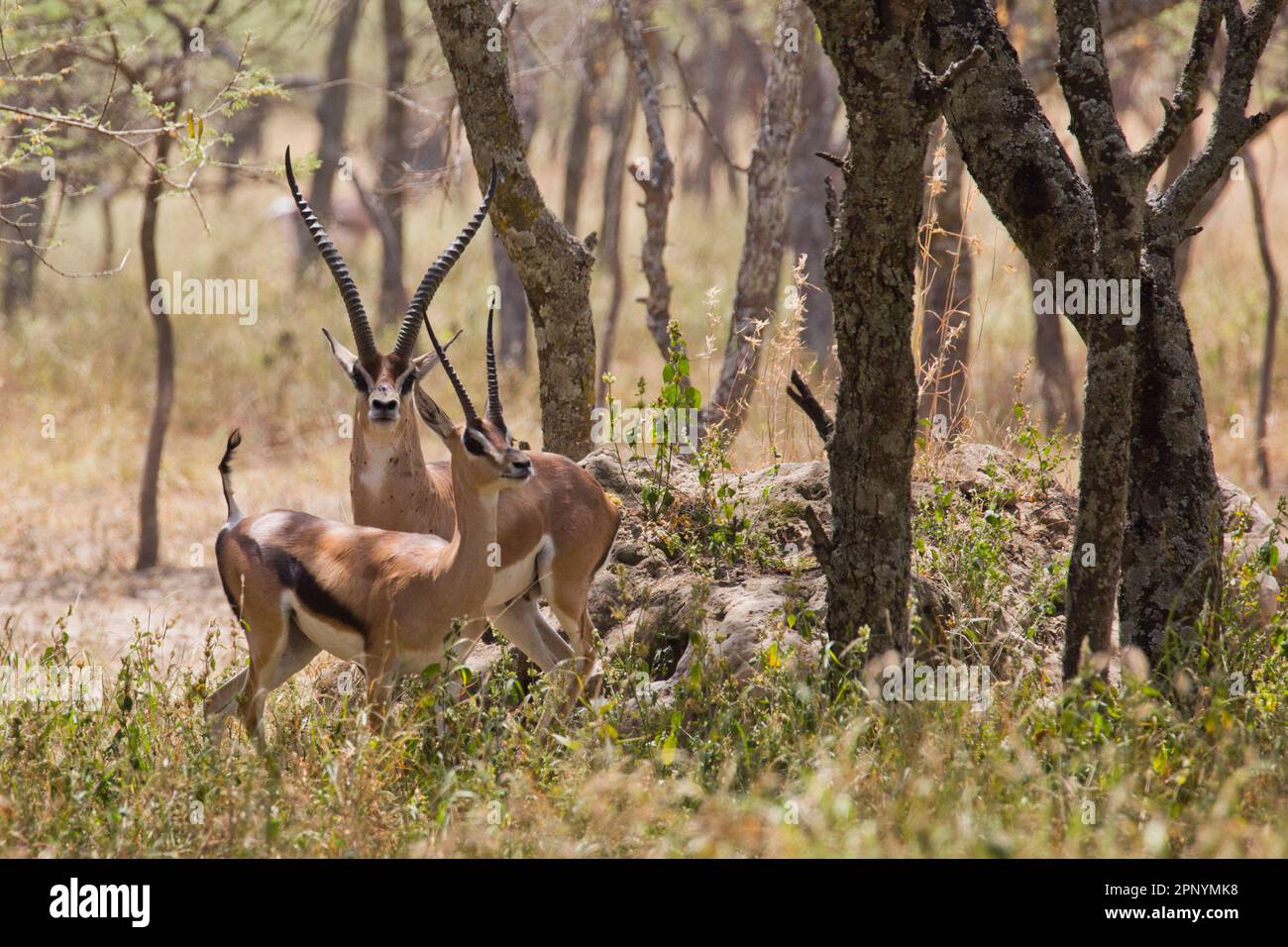Grant's gazelle mating Stock Photo - Alamy