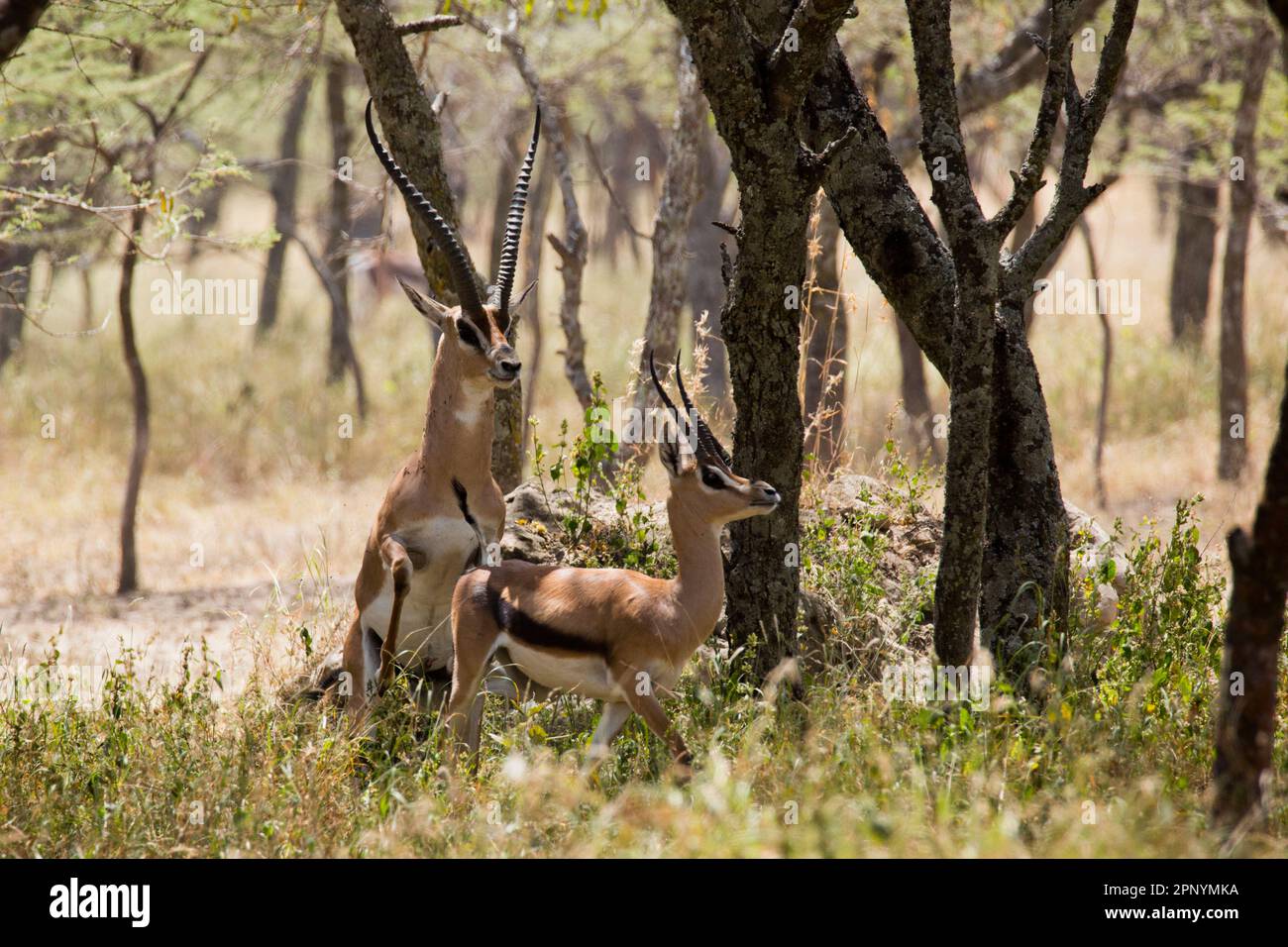 Mating antelope hi-res stock photography and images - Alamy