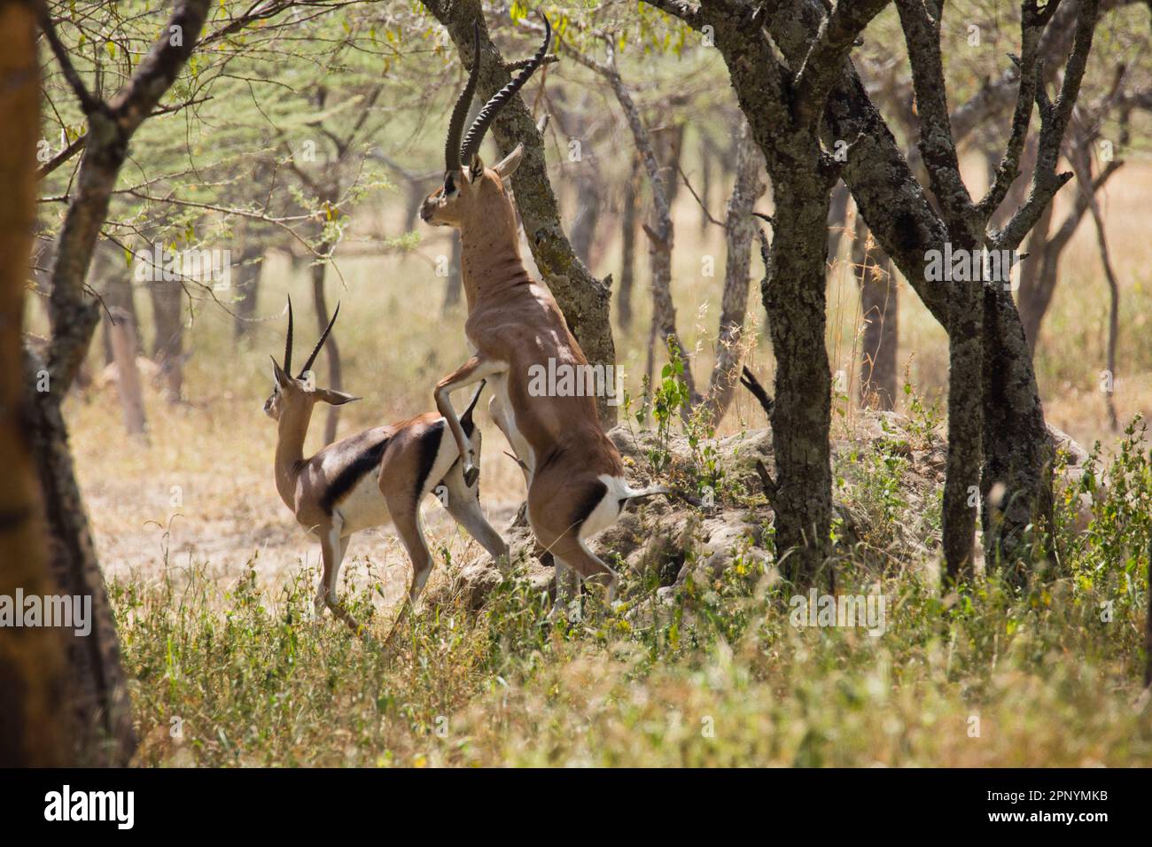 Ethiopia gazelle hi-res stock photography and images - Alamy