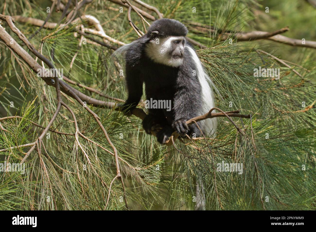 Gedel park hi-res stock photography and images - Alamy