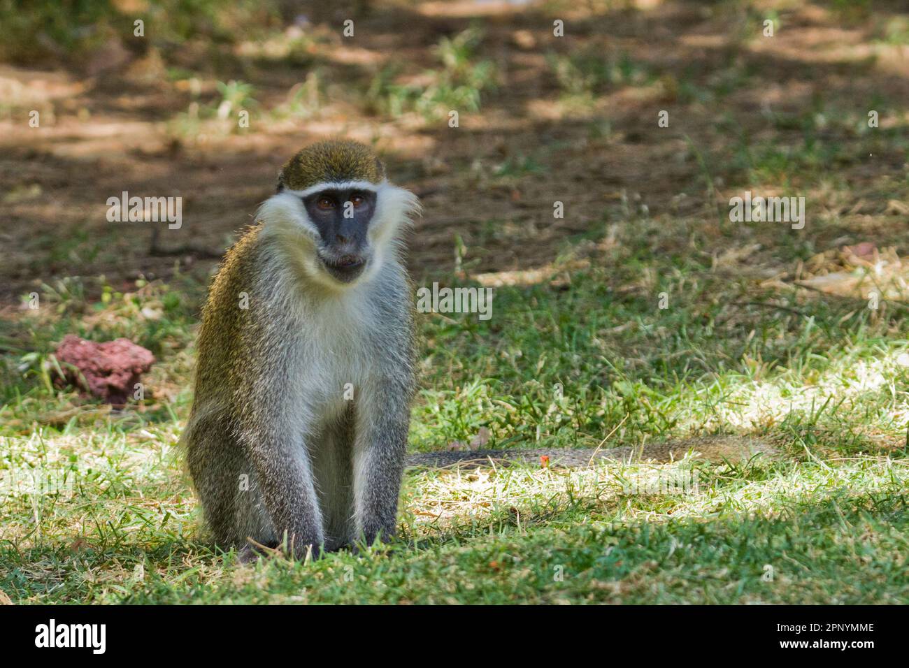 Gedel park hi-res stock photography and images - Alamy