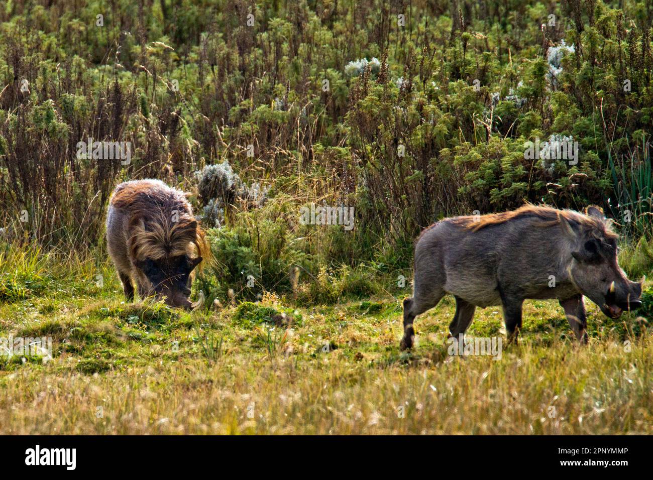 Eritrean fauna hi-res stock photography and images - Alamy