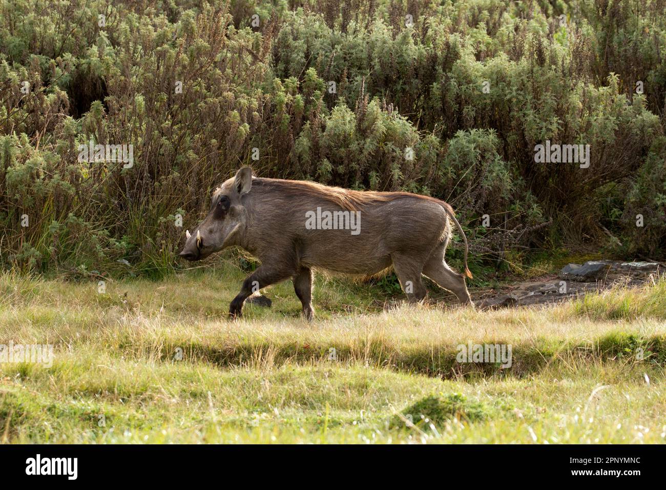 Eritrean fauna hi-res stock photography and images - Alamy