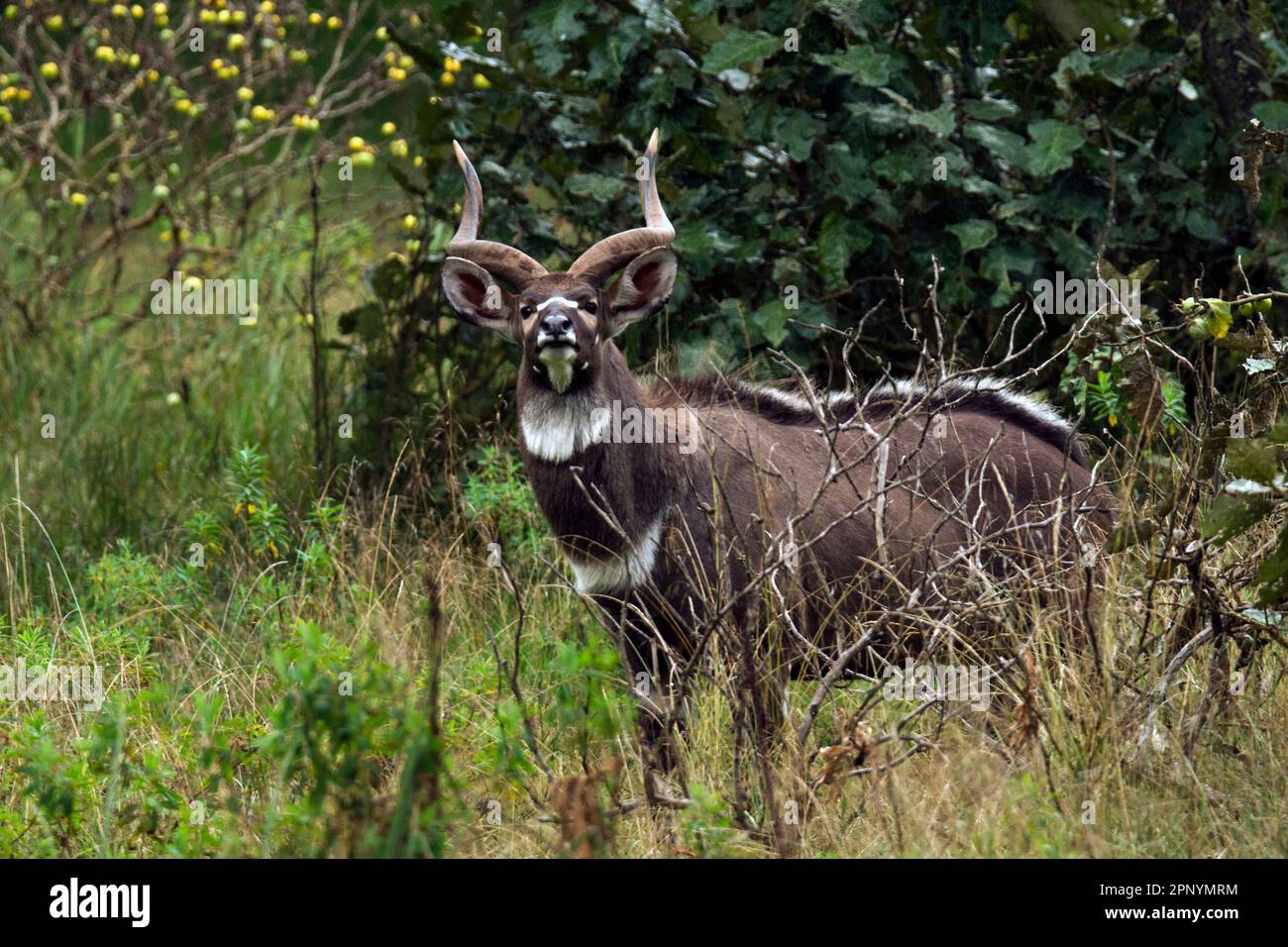 Male Mountain nyala (Tragelaphus buxtoni) or balbok Stock Photo - Alamy