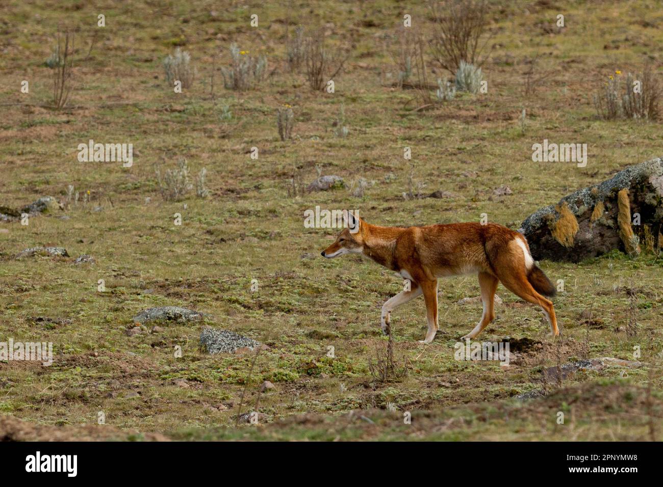 Ethiopian wolf (Canis simensis) Simien jackal in Bale Mountains ...