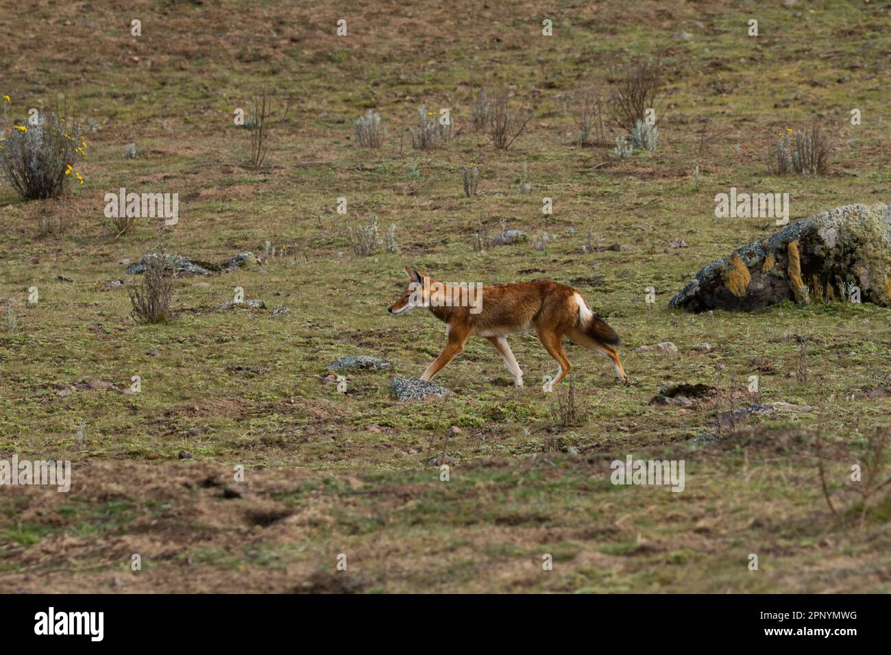Ethiopian wolf (Canis simensis) Simien jackal in Bale Mountains ...