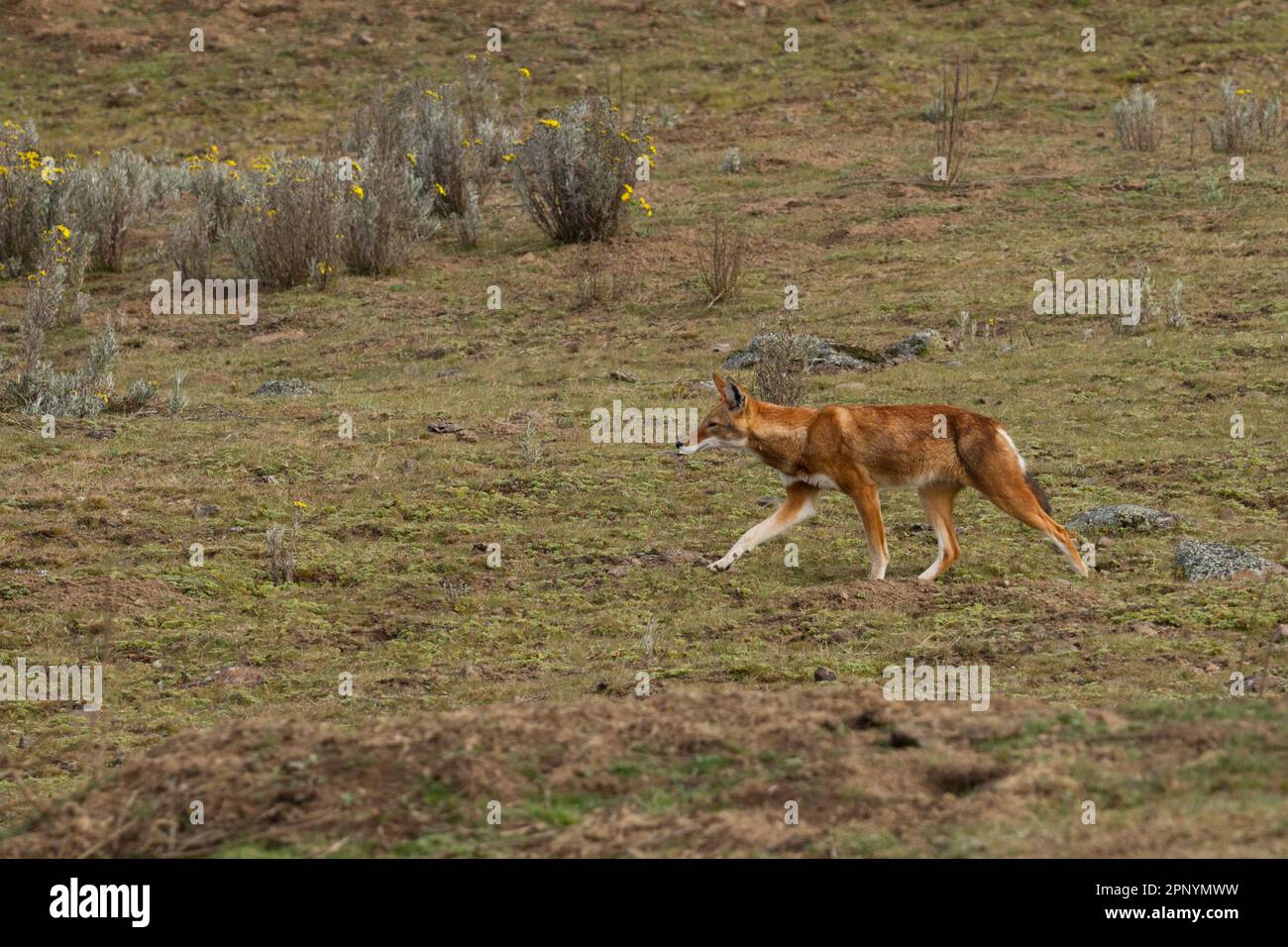 Ethiopian wolf (Canis simensis) Simien jackal in Bale Mountains ...