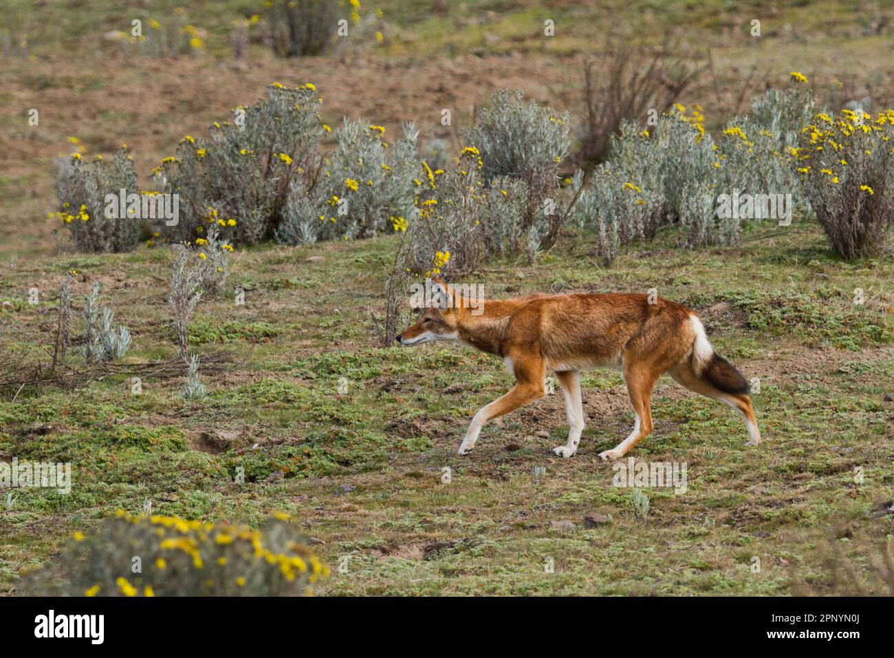 Ethiopian wolf (Canis simensis) Simien jackal in Bale Mountains ...