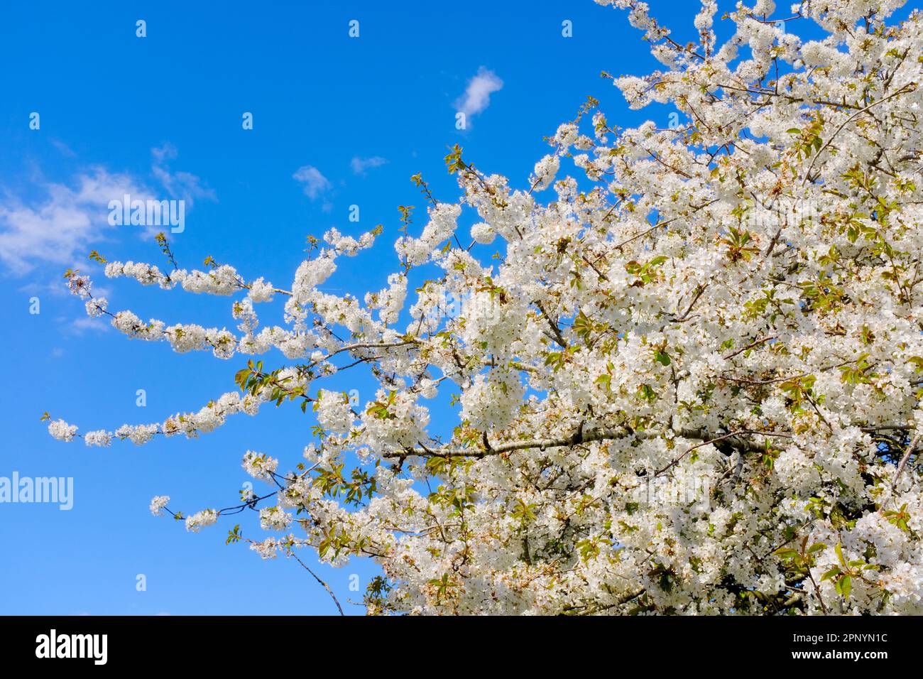 Magnificent cherry blossom branches hi-res stock photography and images ...