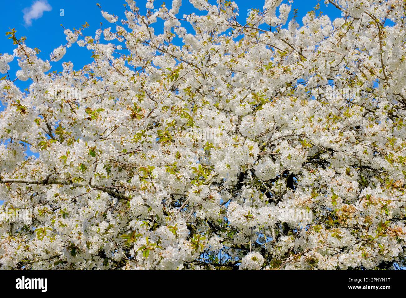 Cherry blue skies sky hi-res stock photography and images - Alamy