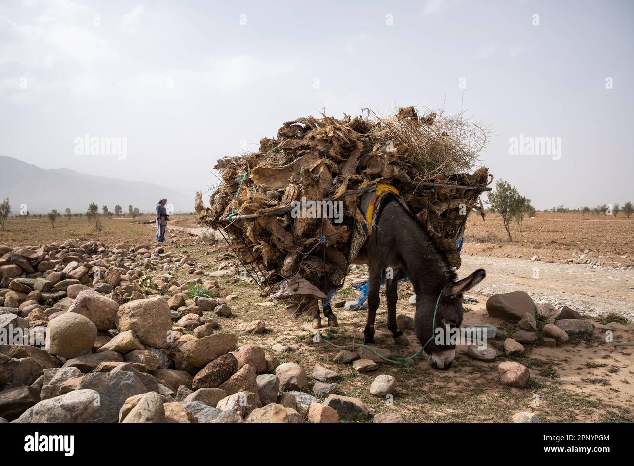Donkeys carrying load hi-res stock photography and images - Alamy