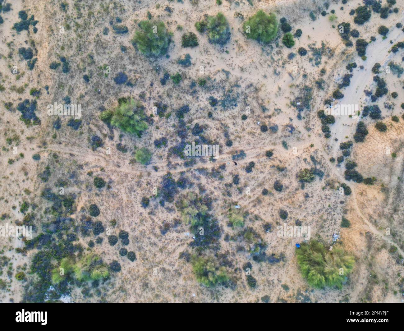 An aerial view of a sandy field of trees Stock Photo - Alamy